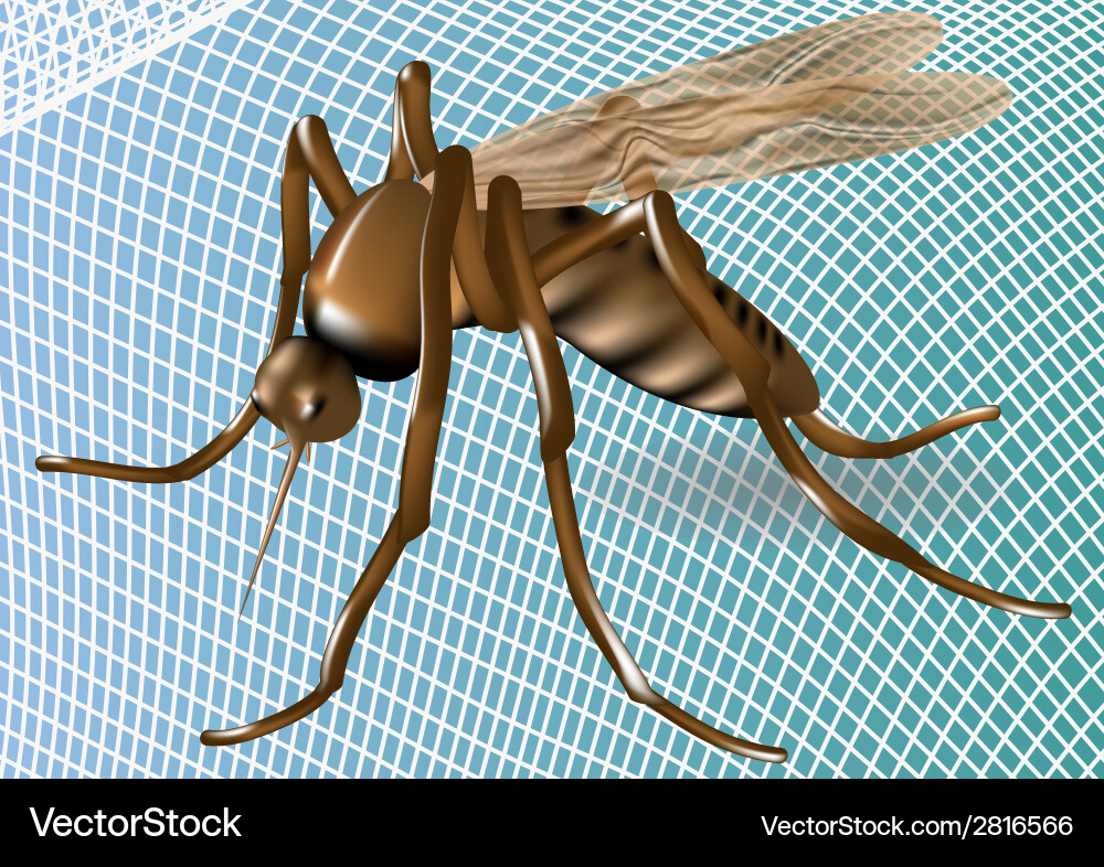 Mosquito net and Royalty Free Vector Image - VectorStock