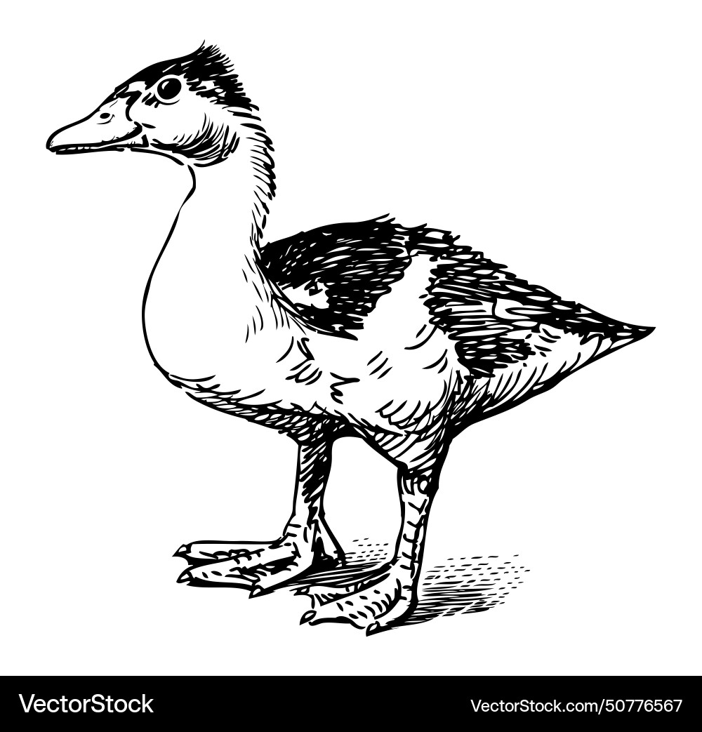 Wild duck waterfowl bird sketch hand drawing Vector Image