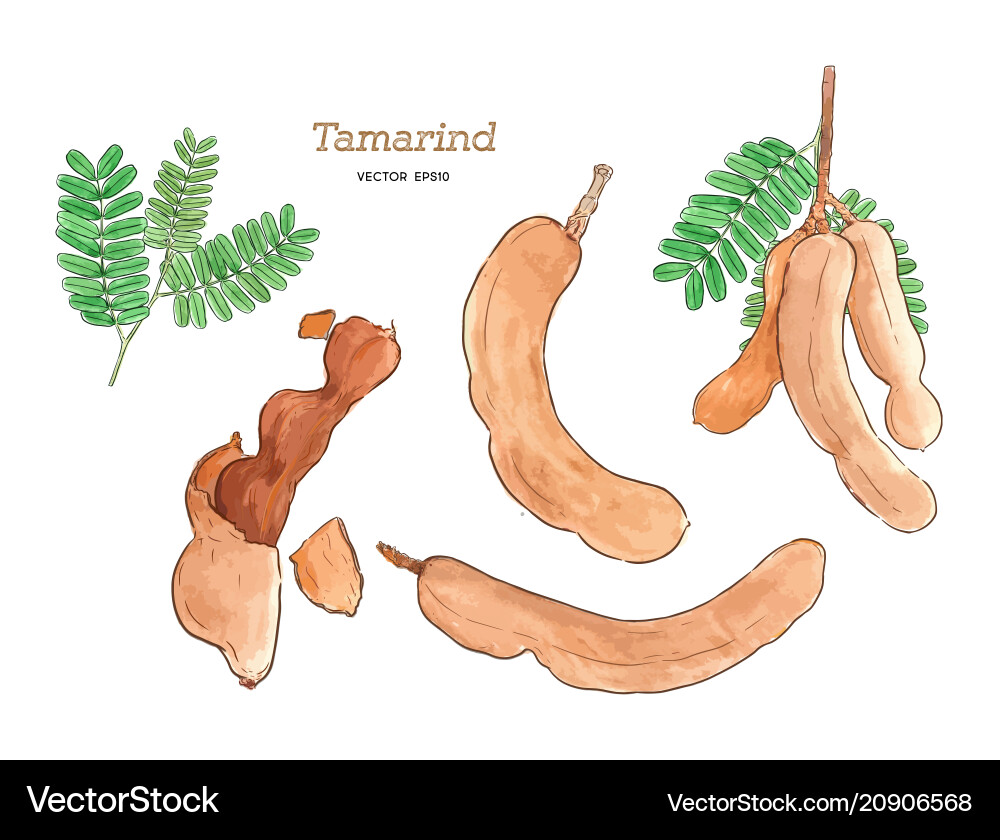 Tamarind water color hand draw sketch Royalty Free Vector