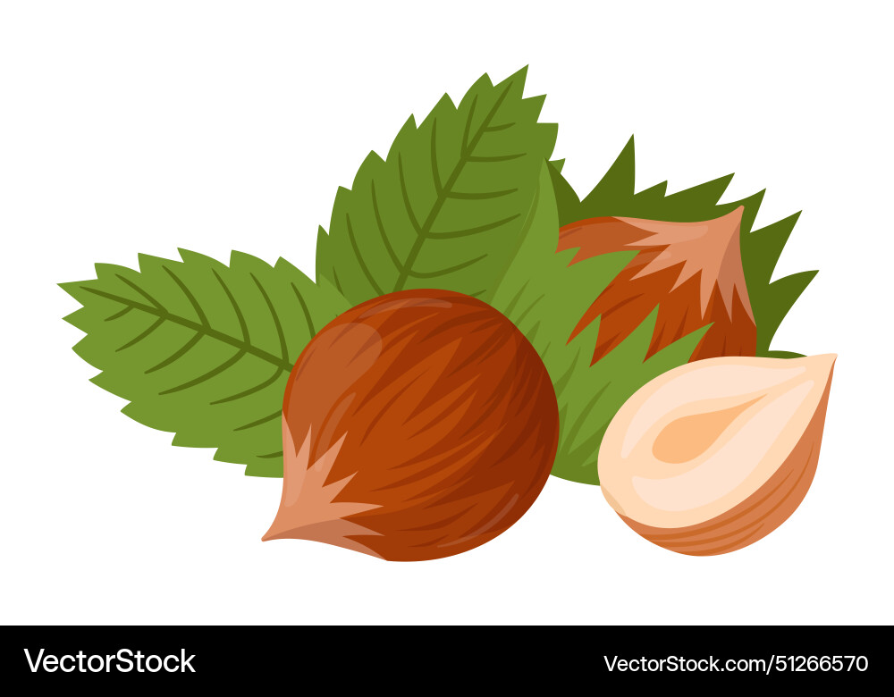 Cartoon hazelnut organic raw hazel with leaves Vector Image
