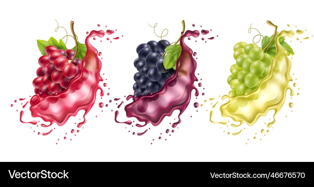 Realistic grape splash wine berries different Vector Image