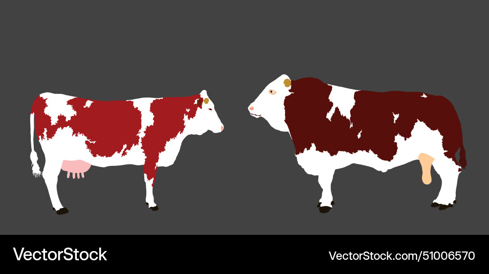 Simmental cow and bull couple Royalty Free Vector Image