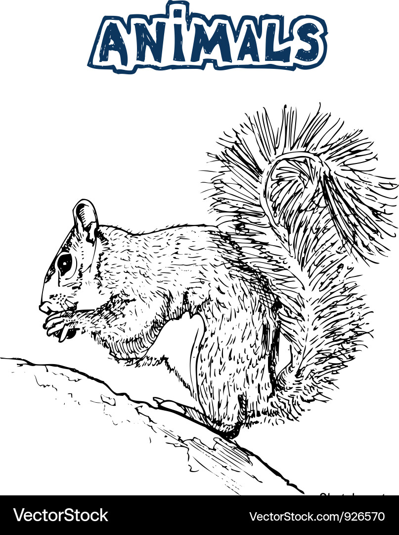 Squirrel Royalty Free Vector Image - VectorStock