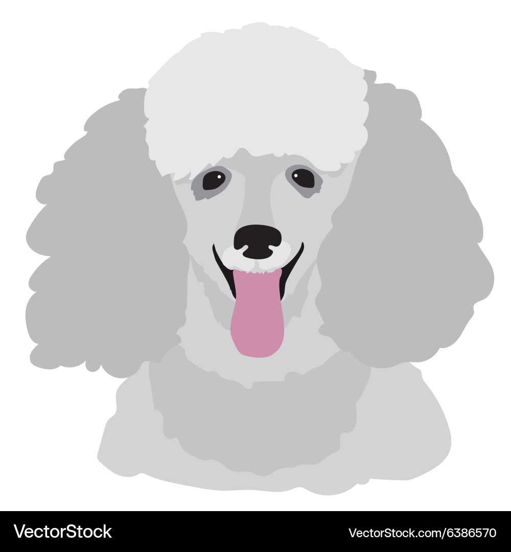 Toy poodle Royalty Free Vector Image - VectorStock