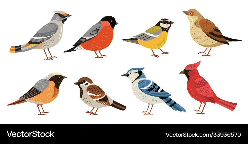 Winter Forest Birds - Wildlife Collection Vector Image