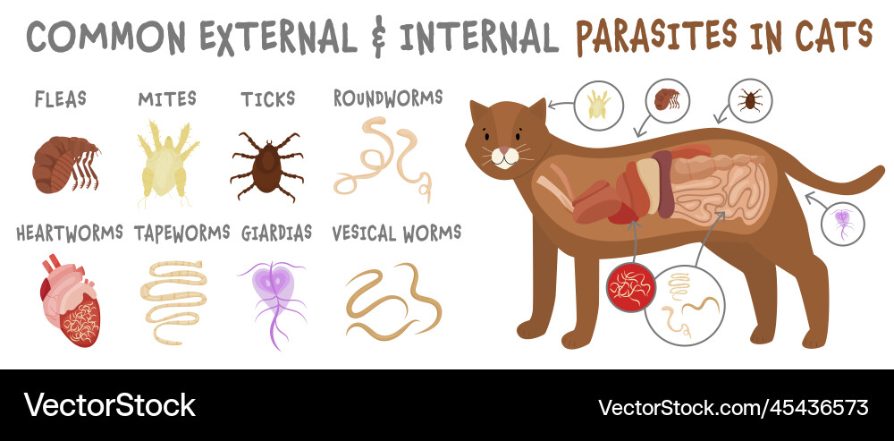 Common external and internal parasites in cats Vector Image