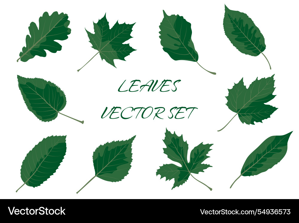 Different leaf types Royalty Free Vector Image