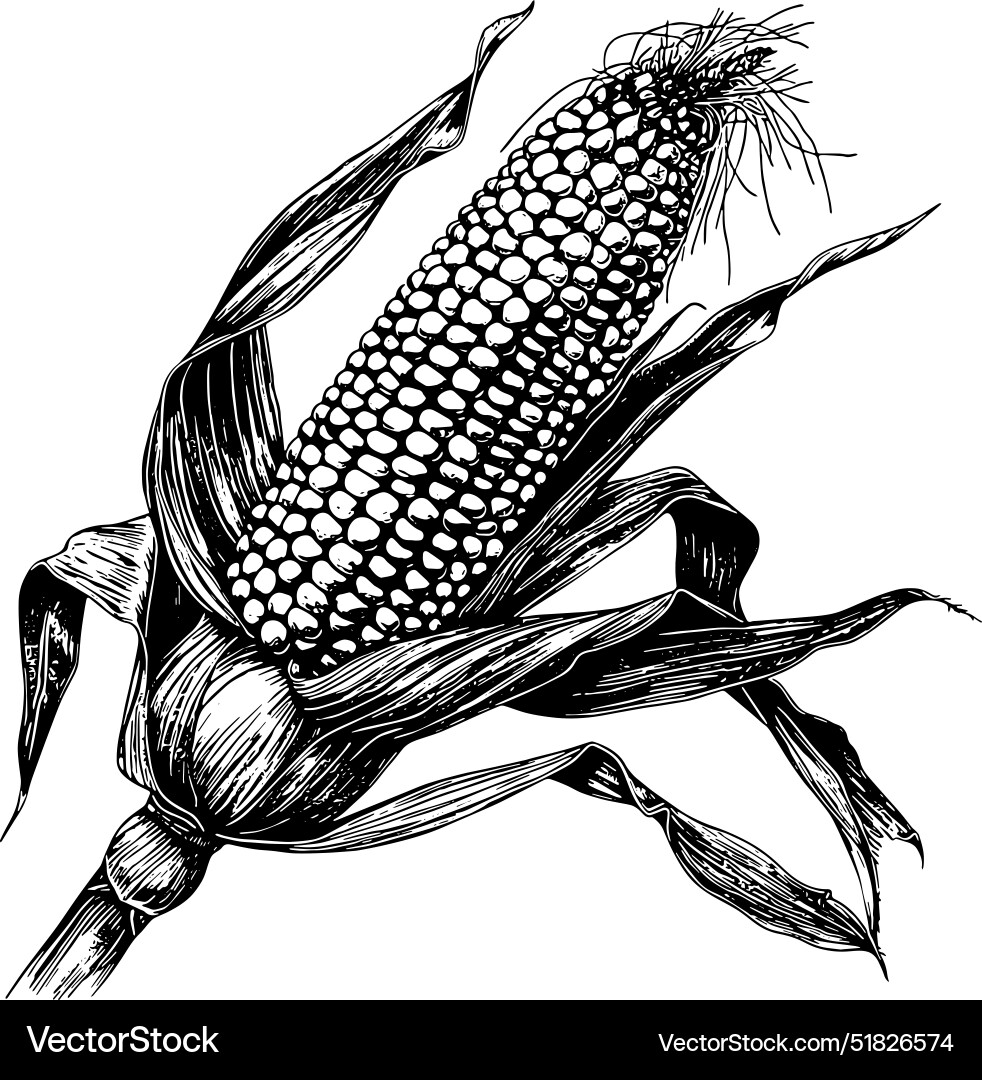 Corn on the cob Royalty Free Vector Image - VectorStock