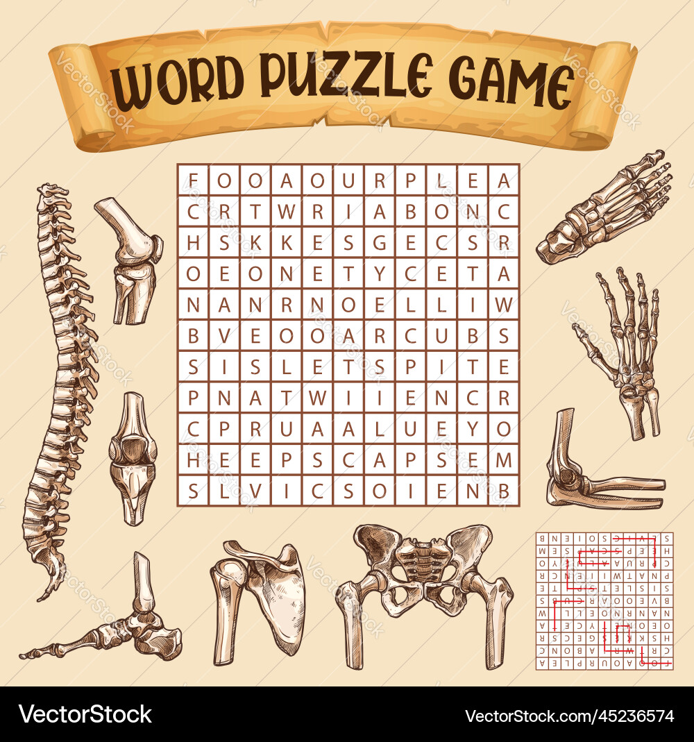 Mensch Knochen Wort Suche Puzzle Spiel Arbeitsblatt