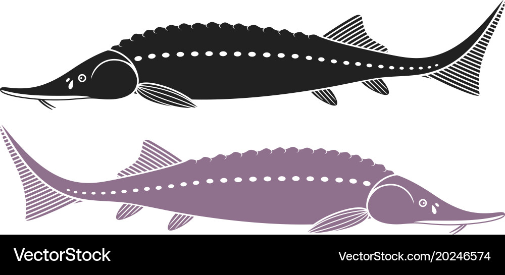 Sturgeon Royalty Free Vector Image - VectorStock