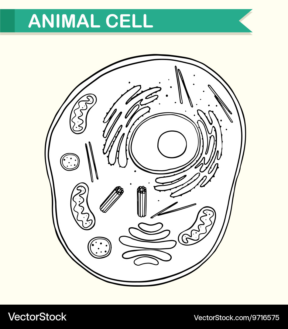 Animal Cell Diagram (9716575) – Royalty-Free Vector | VectorStock