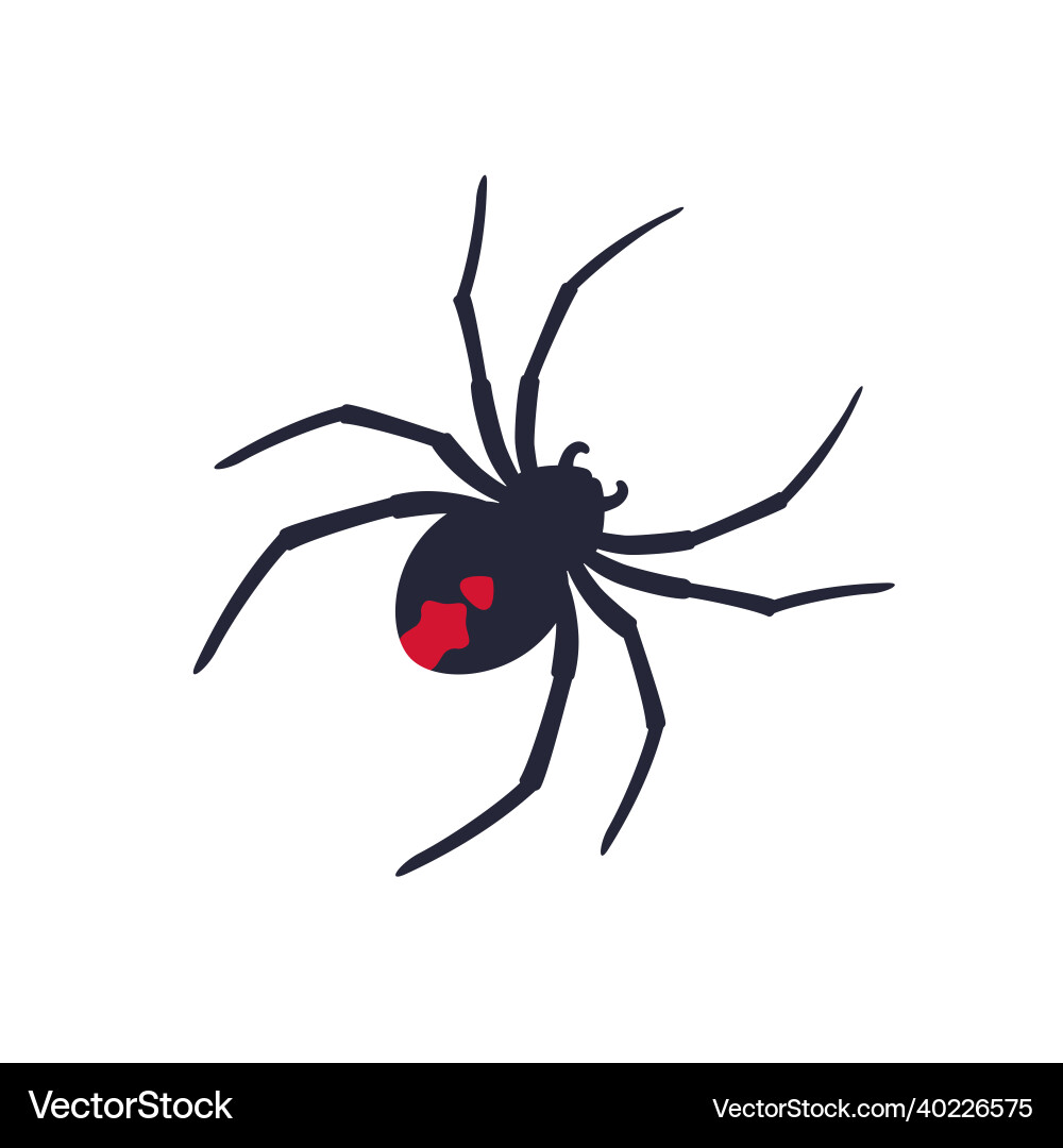 Redback Spider - Black Widow Art Royalty Free Vector Image