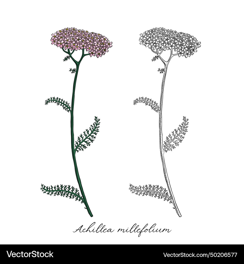 Drawing yarrow flower Royalty Free Vector Image