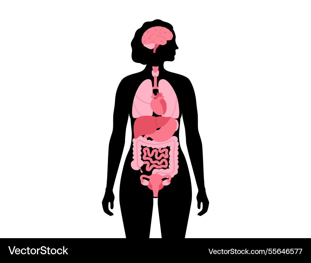 Human internal organs Royalty Free Vector Image