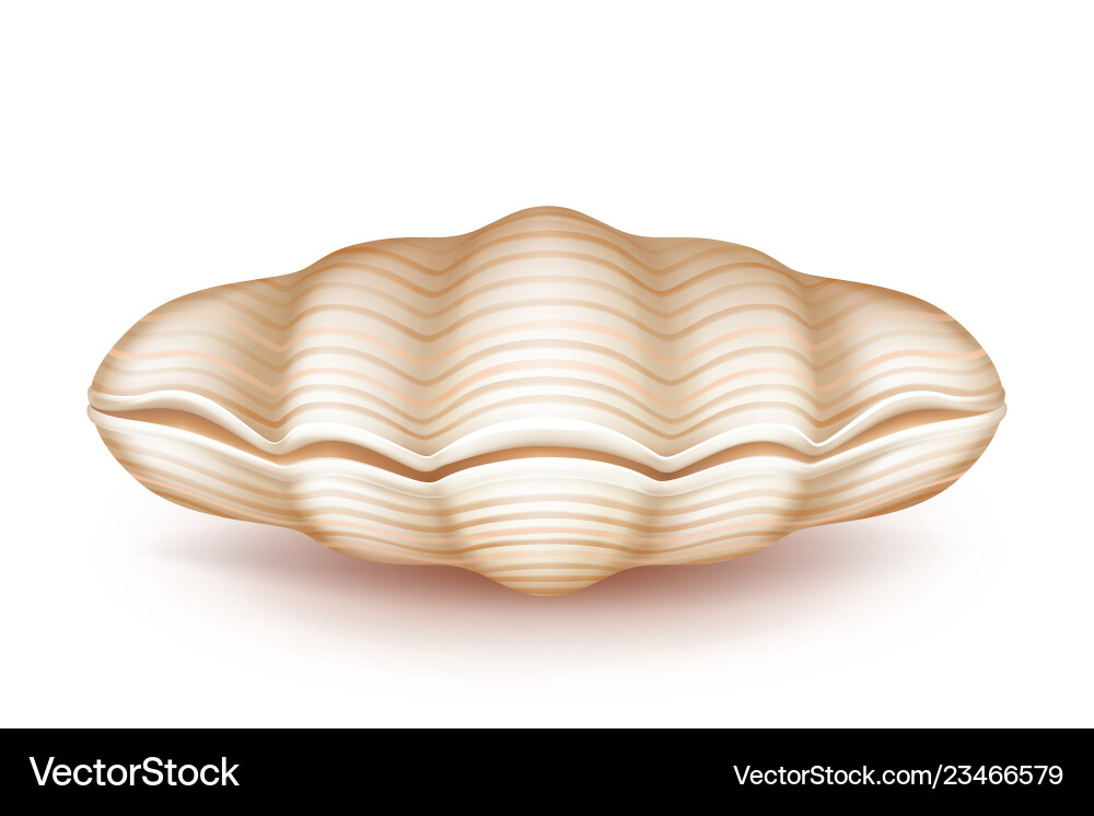 Mollusk closed seashell 3d realistic icon Vector Image