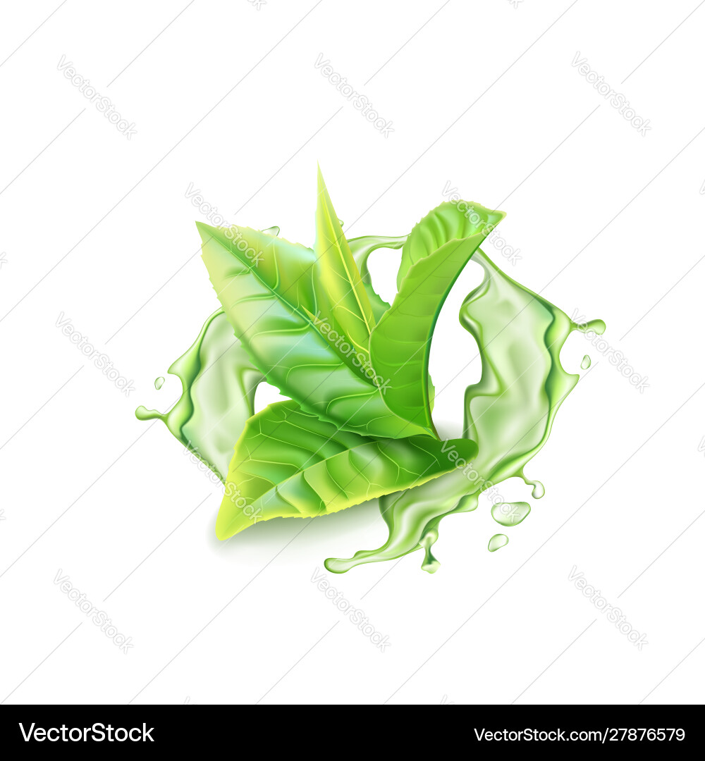 Realistic green tea branch with water splash Vector Image