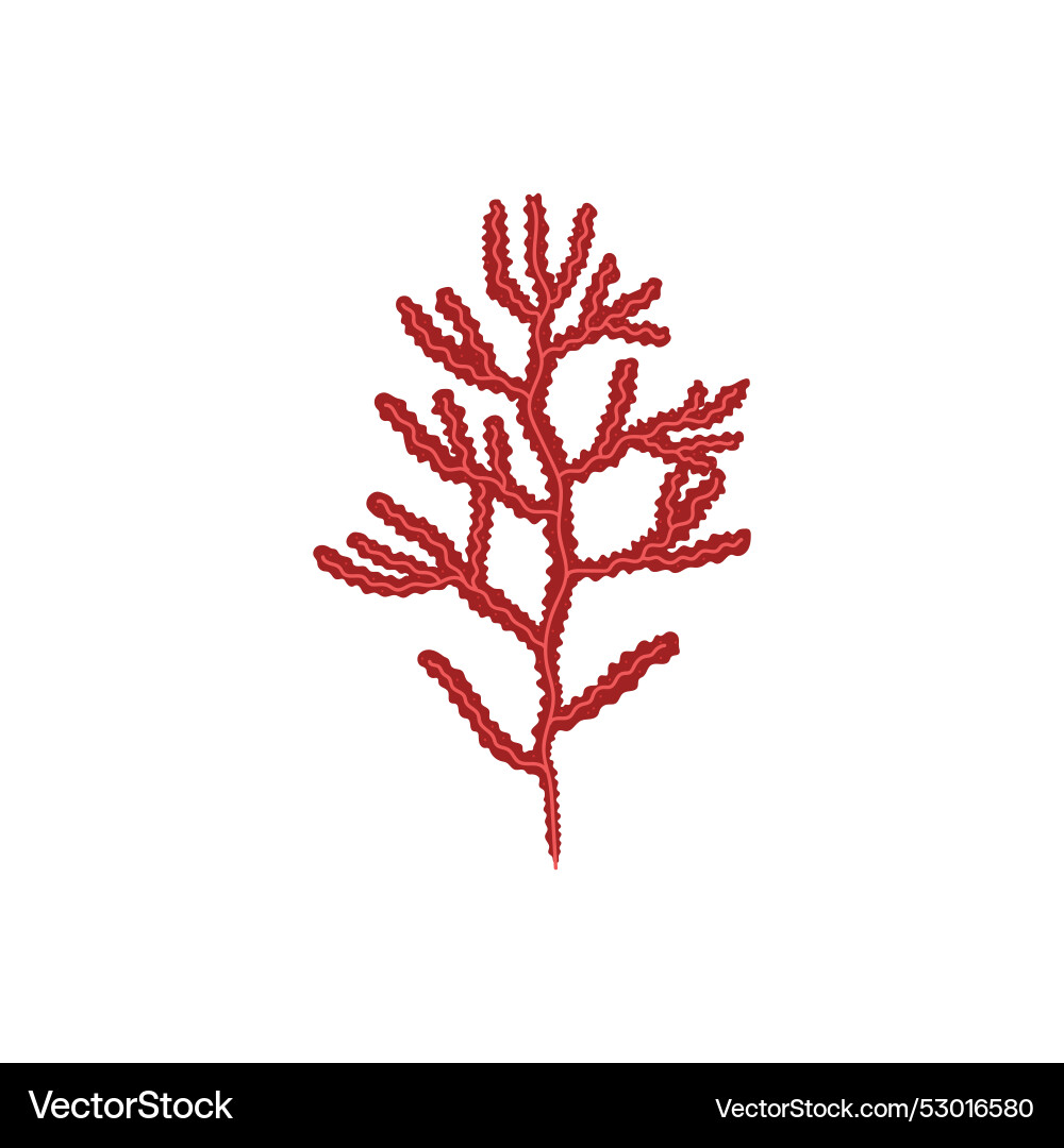 Red seaweed Royalty Free Vector Image - VectorStock