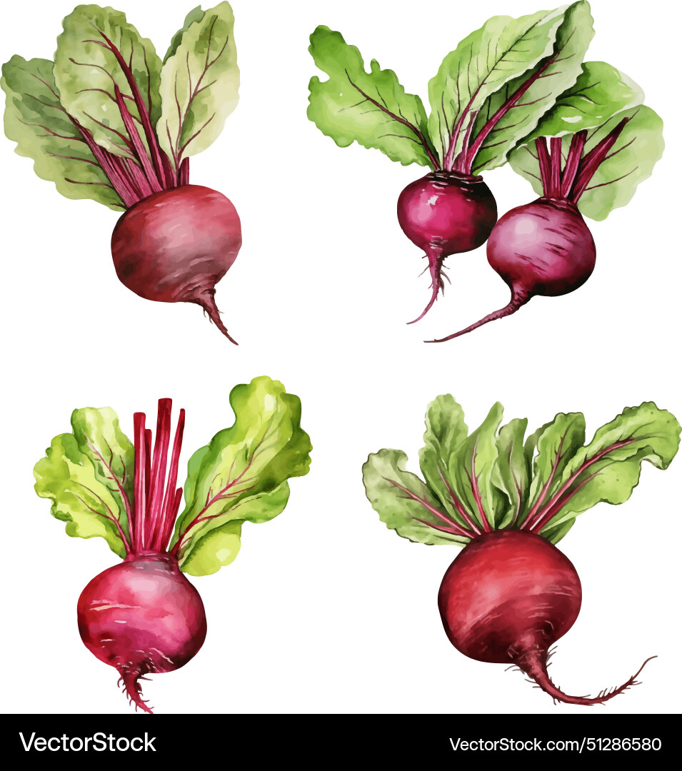 Set of beet watercolor Royalty Free Vector Image