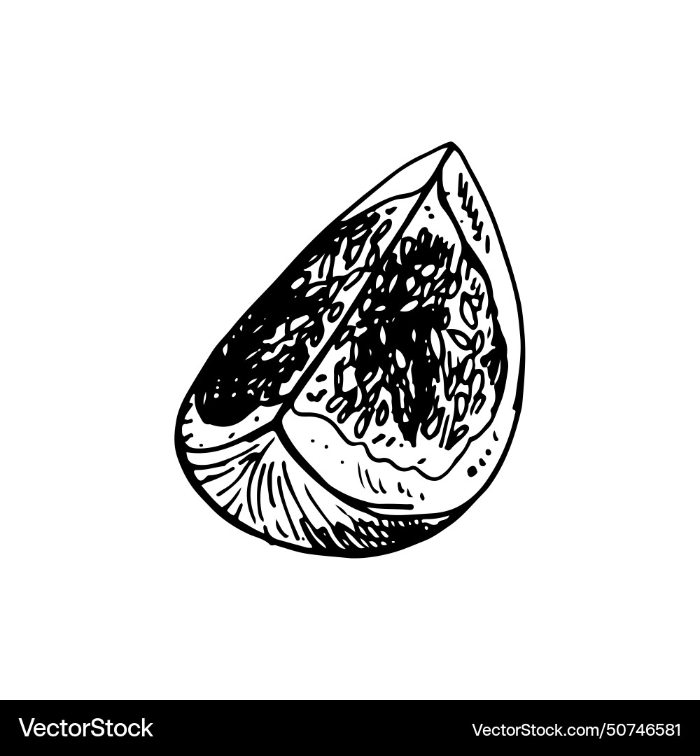 Fig drawing hand drawn fruit and sliced Royalty Free Vector