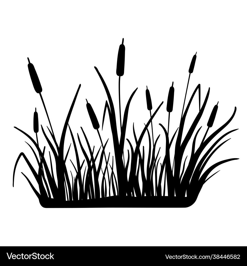 Real reed silhouette isolated Royalty Free Vector Image