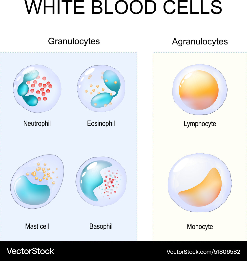 Types of leukocytes granulocytes Royalty Free Vector Image