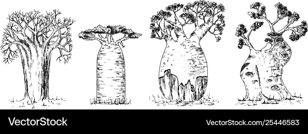 Different types african baobab set Royalty Free Vector Image