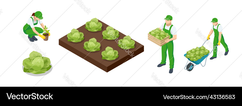 Isometric cabbage field ripe harvest on a farm Vector Image