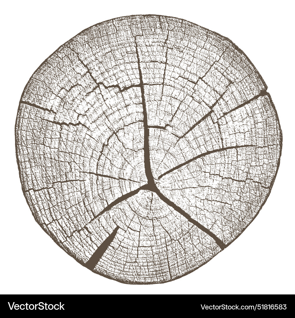 Wood texture cross section of tree rings Vector Image