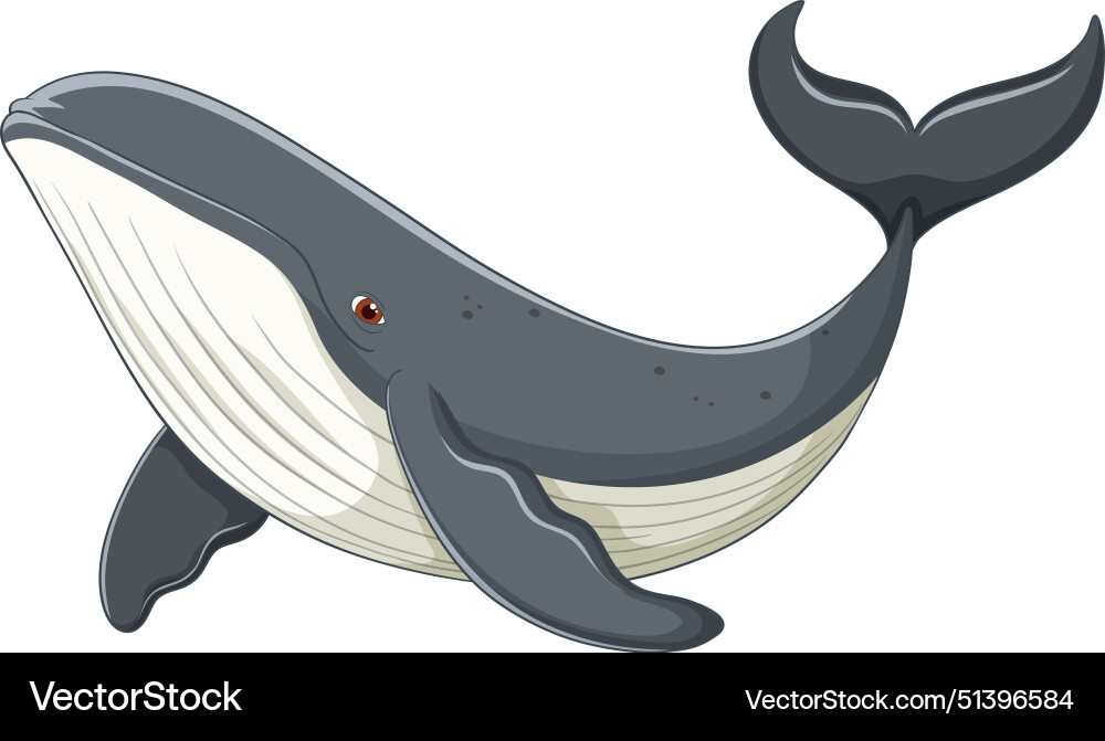 A whale swimming gracefully Royalty Free Vector Image