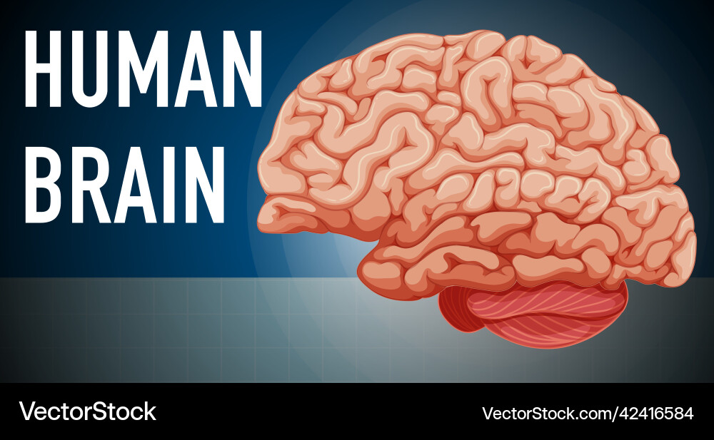 Human internal organ with brain Royalty Free Vector Image
