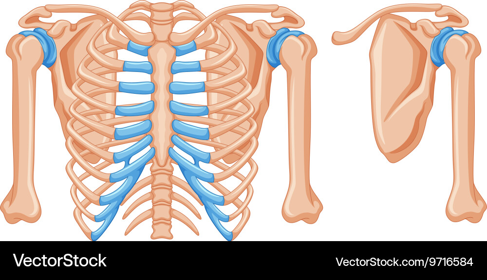 Structure of shoulder bones Royalty Free Vector Image