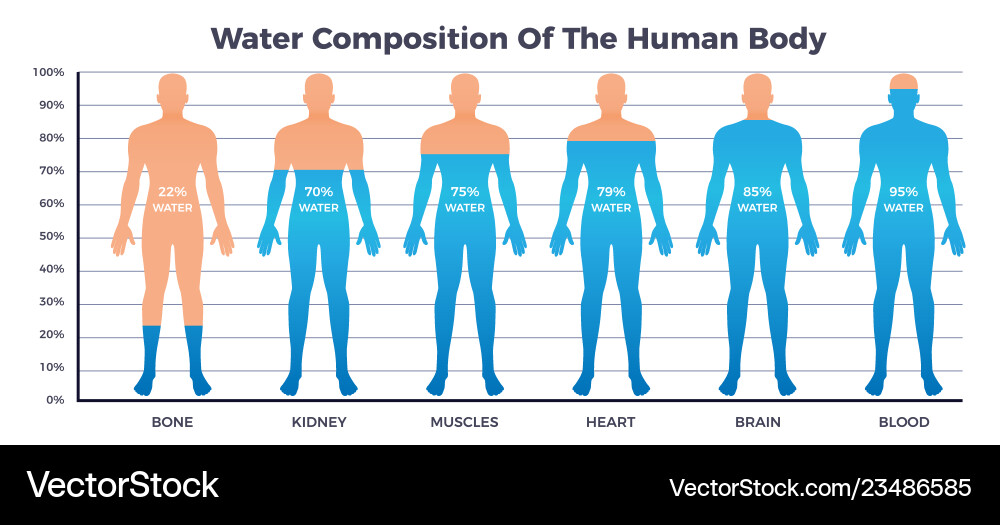 Body and water chart Royalty Free Vector Image