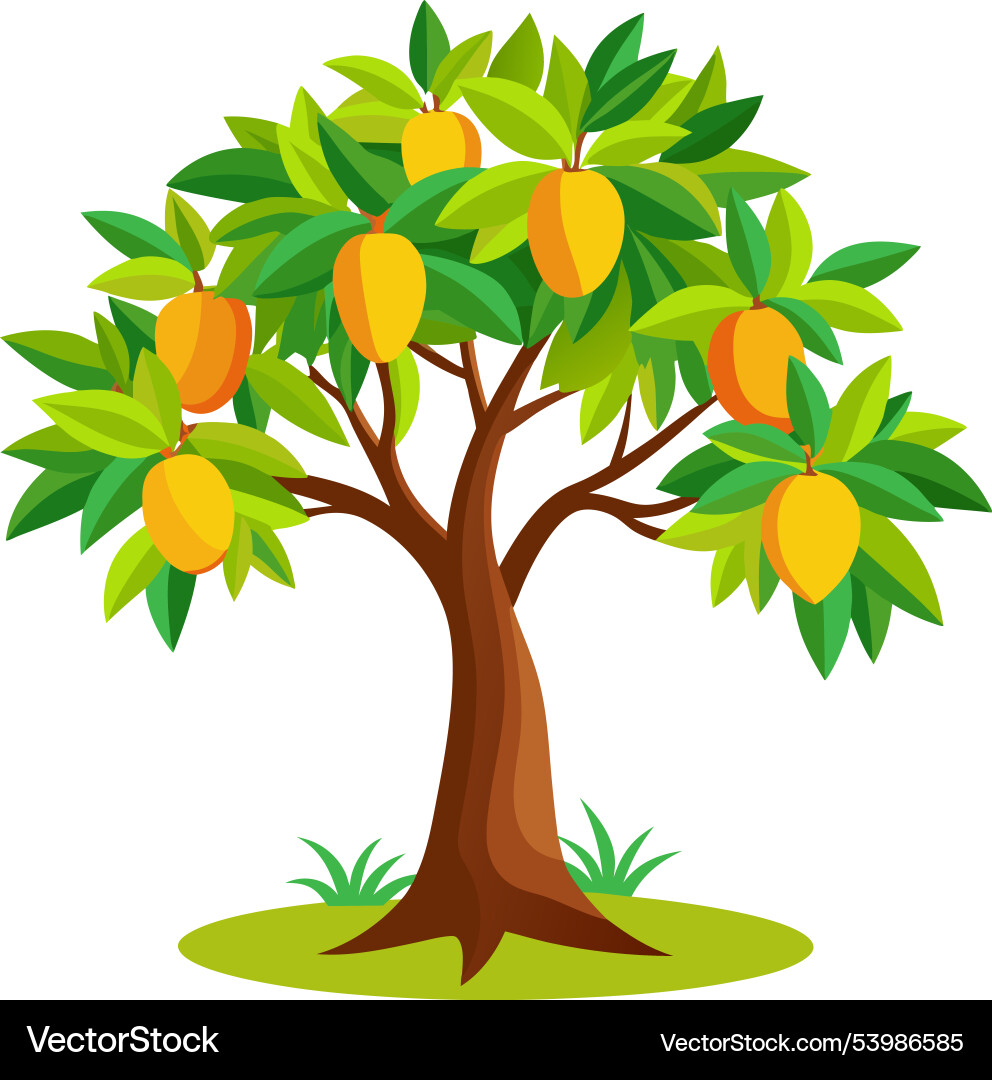 Mango tree Royalty Free Vector Image - VectorStock