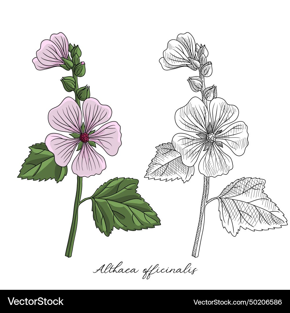 Marsh Mallow Vector Images (96)