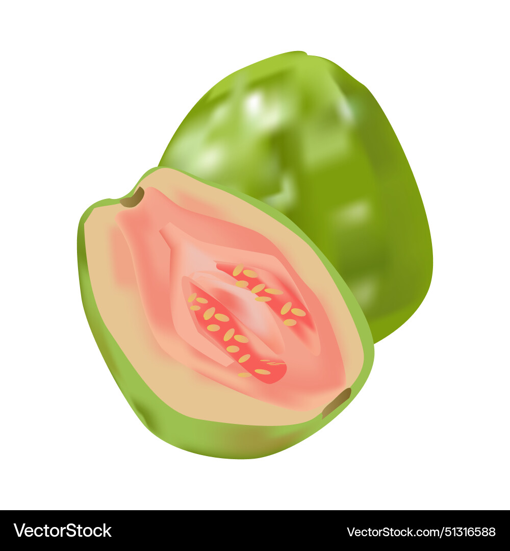 Isolated 3d realistic guava Royalty Free Vector Image