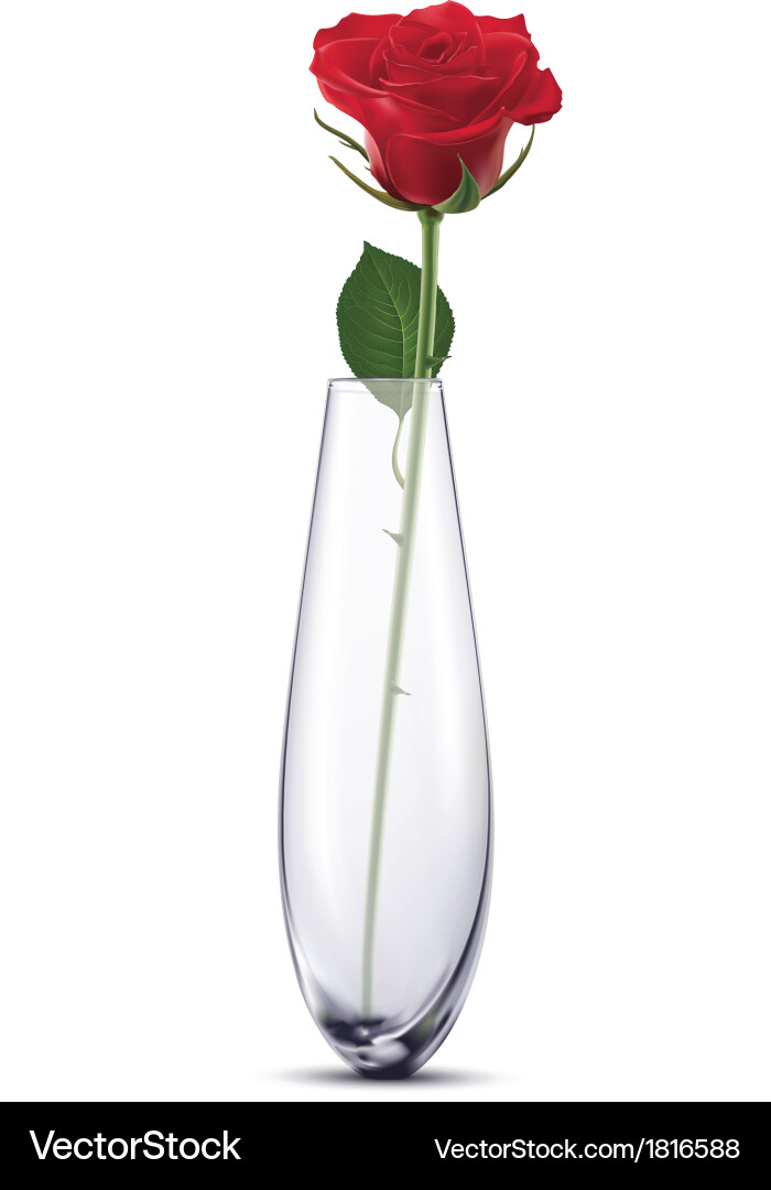 Rose in a vase Royalty Free Vector Image - VectorStock