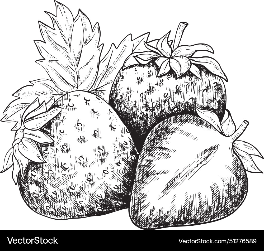 Strawberry sketch Royalty Free Vector Image - VectorStock