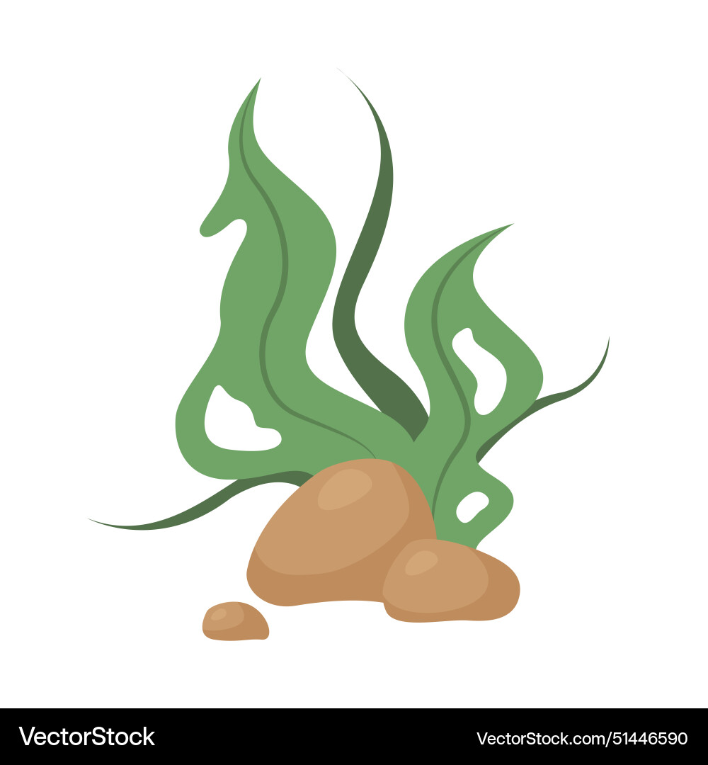 Green algae on underwater rocks cute tropical Vector Image