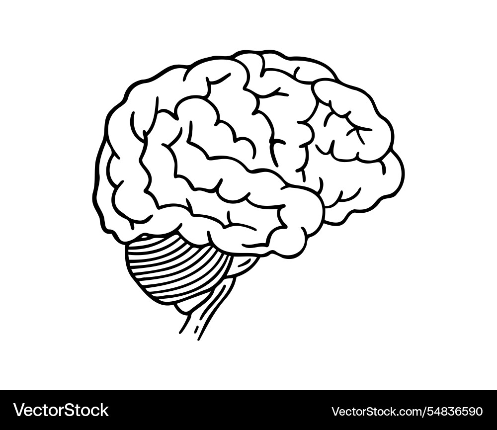 Human brain doodle hand drawn icon outline Vector Image