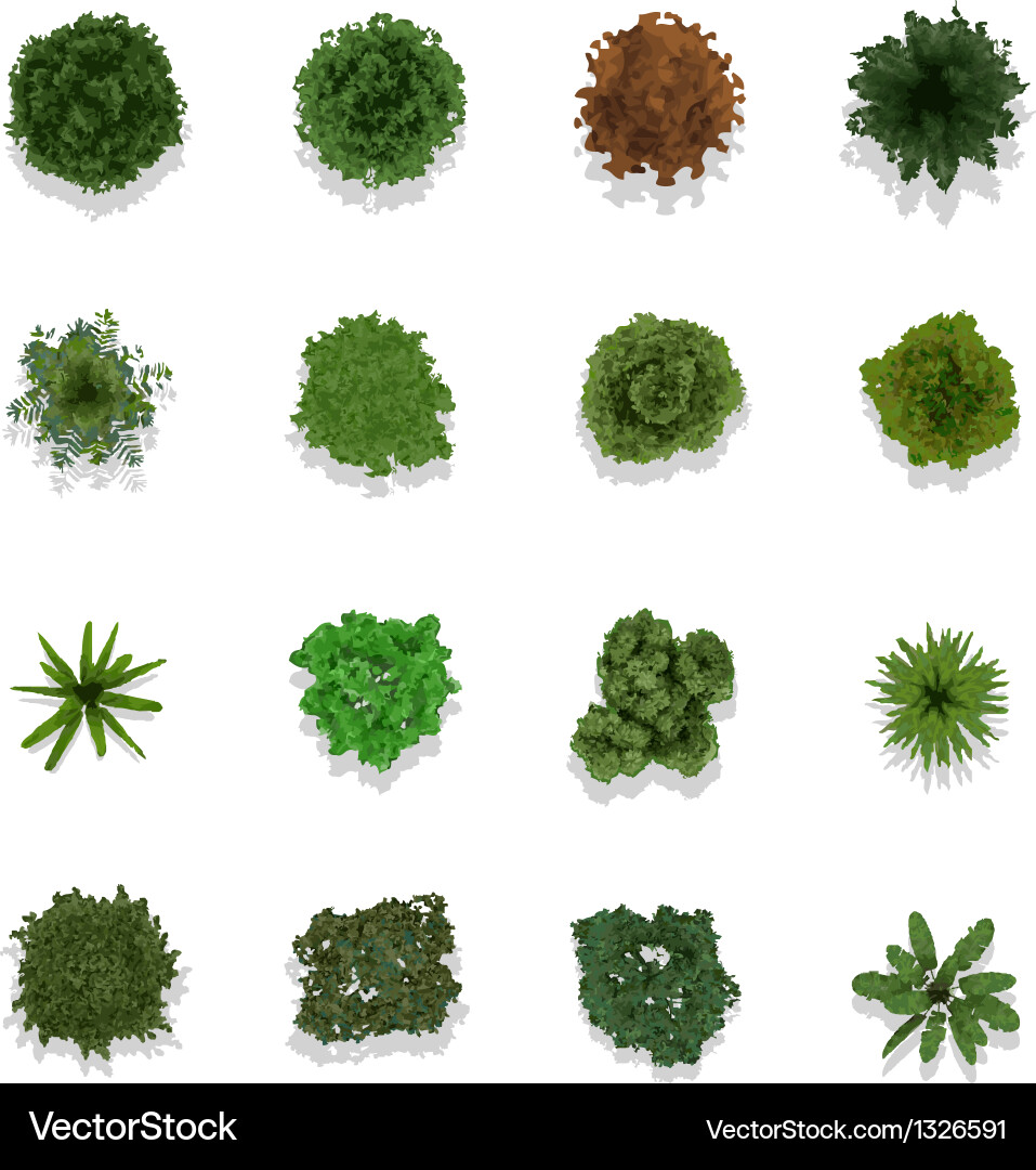 Tree Plan Vector Images (over 10,000)