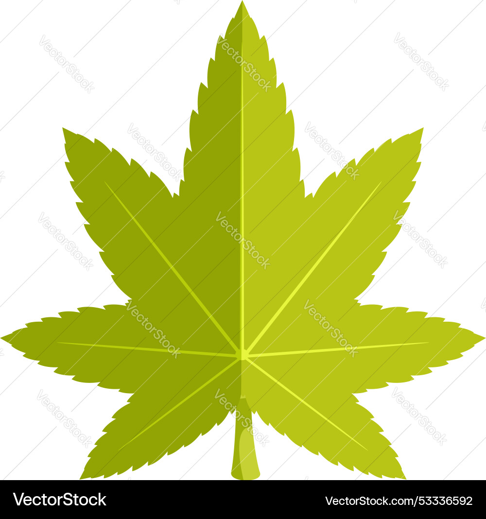 Green japanese maple leaf spreading its lobes Vector Image