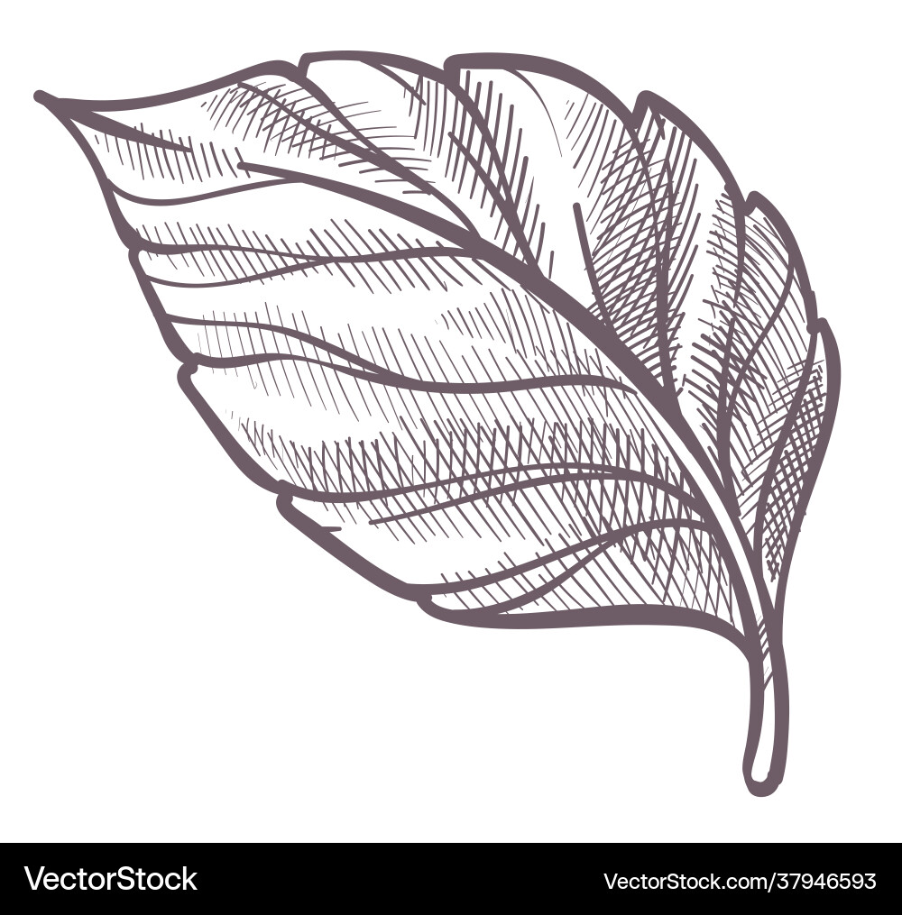 Leaf plant colorless foliage botany forest Vector Image