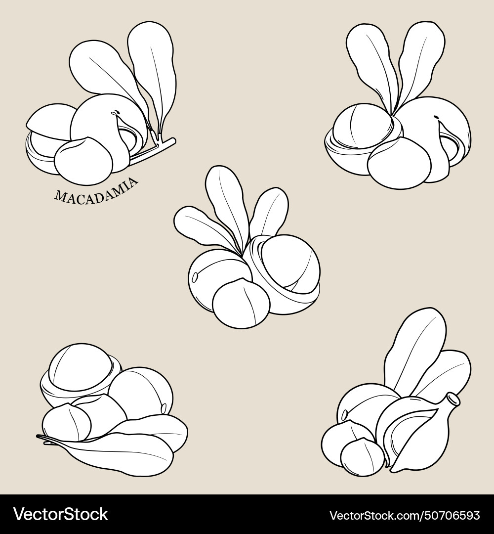 Macadamia nuts with leaves outline set Royalty Free Vector