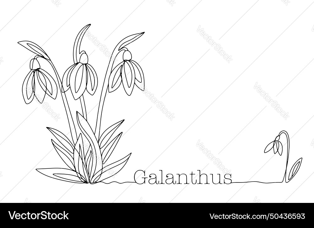 Snowdrop Galanthus Inflorescence One Line Vector Image