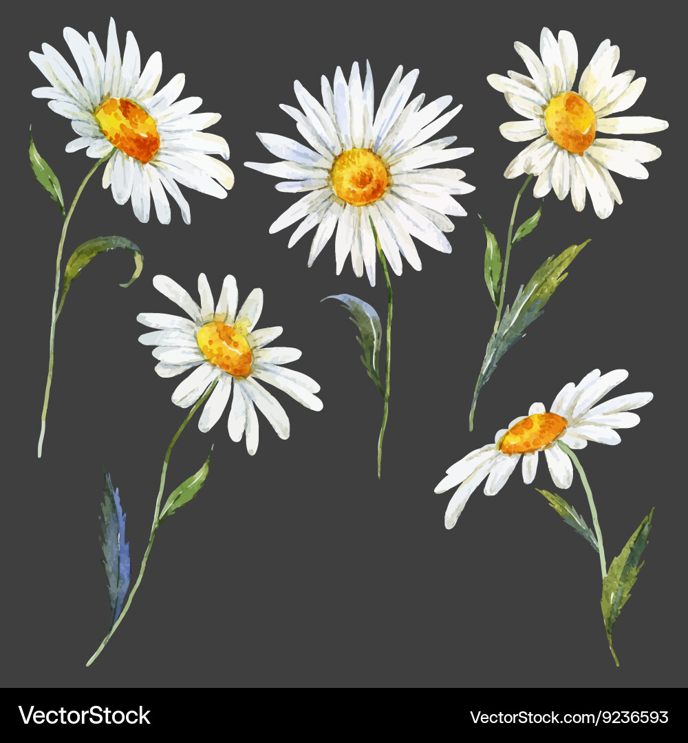 Watercolor Daisy Set - Floral Art Royalty Free Vector Image