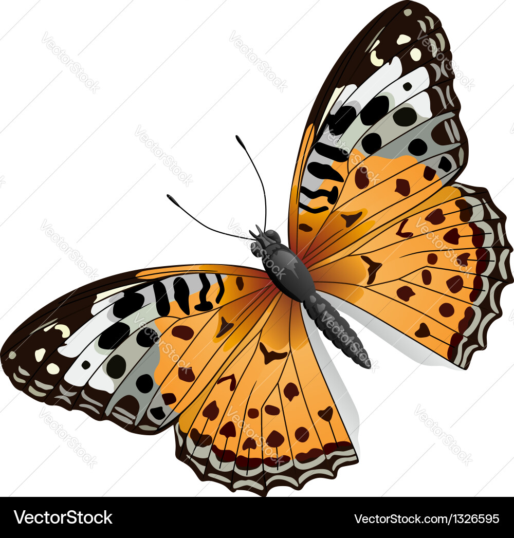Some orange butterfly Royalty Free Vector Image