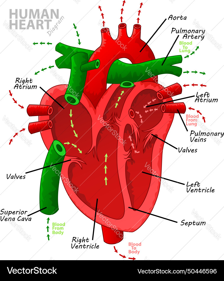 Human heart diagram anatomy Royalty Free Vector Image