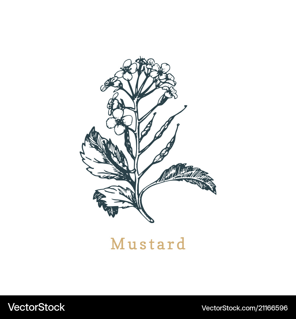 Mustard sketchdrawn spicemedicinal herb Royalty Free Vector