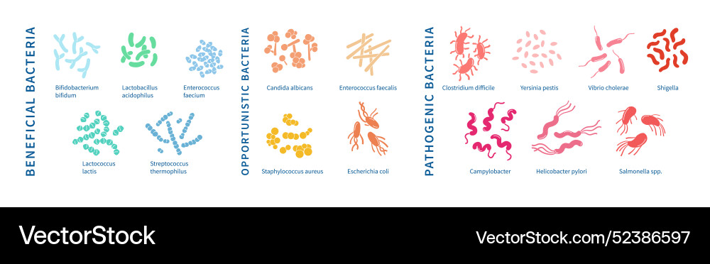 Colorful and detailed diagram showcasing pathogen Vector Image