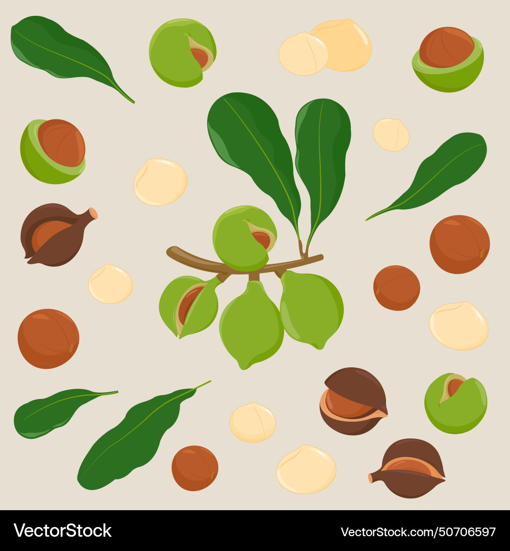 Macadamia nuts compositions for products Vector Image